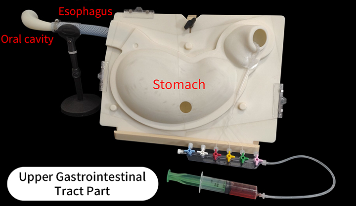 Upper Gastrointestinal Ulcer Model Endoscopic Hemostasis Simulator ...